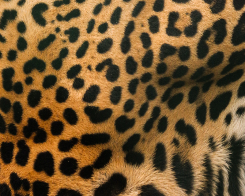 MOROBÉ | Official Site